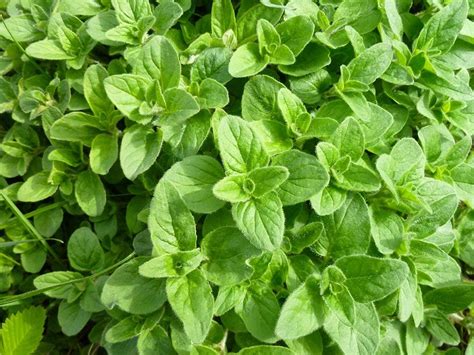 Carson Arthurs Top Tips For Growing 10 Popular Herbs Readers Digest