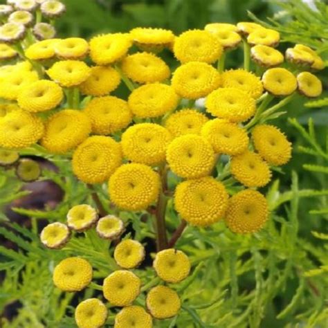 Tansy Plants Tanacetum Vulgare Boston Seeds
