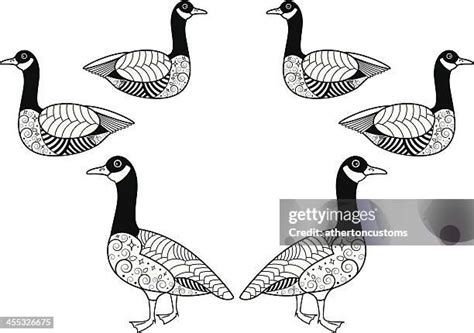Six Geese Laying Photos And Premium High Res Pictures Getty Images