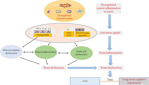 Pathophysiology Of Sepsis Induced Brain Dysfunction Sepsis Causes Download Scientific Diagram