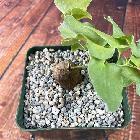 Shop ‘dioscorea Hemicrypta Care And Growing Guide Planet Desert