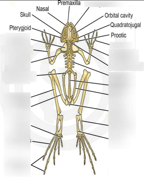 Frog Skeleton Diagram Quizlet