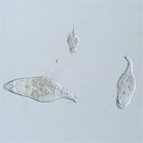 Rotifer Under A Microscope