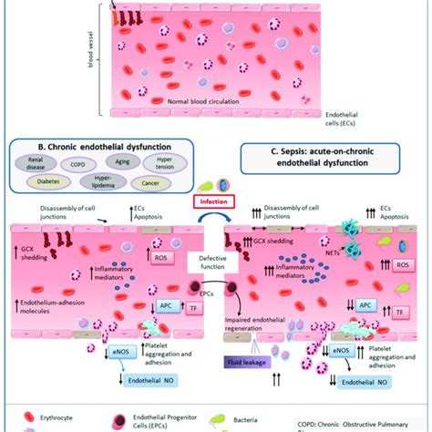 References Describing The Features Of Endothelial Dysfunction Ed