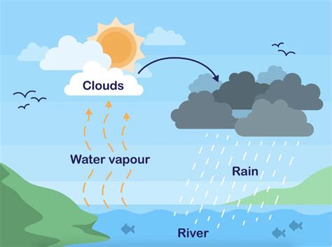 Rain Collector Water Cycle Diagram Related Image