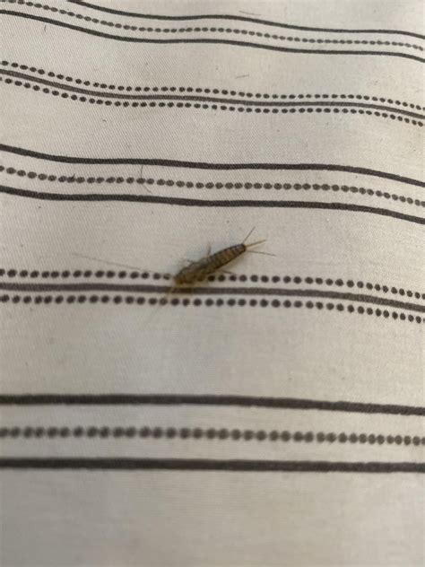 Whats This Bug Found On My Boxer Briefs After I Dumped All The Clean