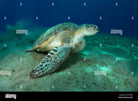 Green Sea Turtle Or Pacific Green Turtle Chelonia Mydas Moves On