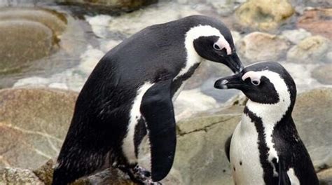 Penguin Behavior Bioexpedition