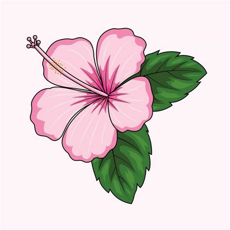 Vector Hibiscus Flower Free Hibiscus Vector Art