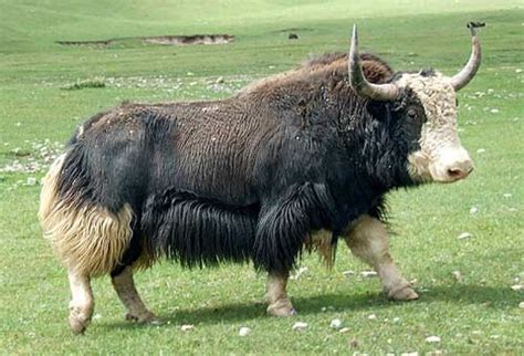 Yak Down Pickering International