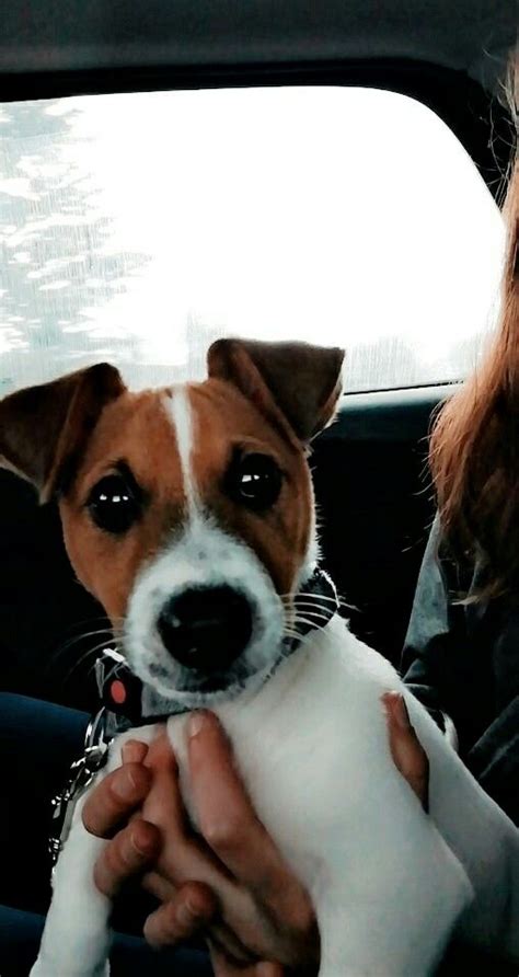15 Funny Jack Russell Terriers Who Will Make You Smile Artofit