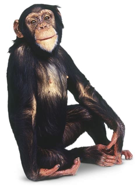 Chimpanzee Facts All About Chimpanzees Dk Find Out Animal