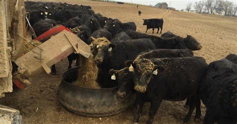 Nathan Pyatt On Linkedin Elanco Receives Fda Approval For Three Combinations In Finishing Heifers