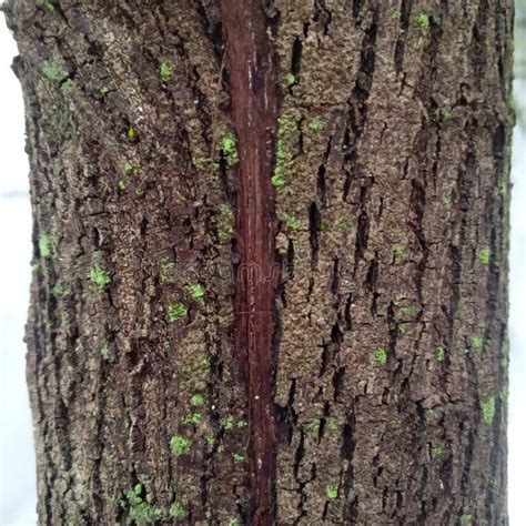 The Cherry Tree Trunk Has A Diameter Of 15 Centimeter Stock Image Image Of Woodland Shrub