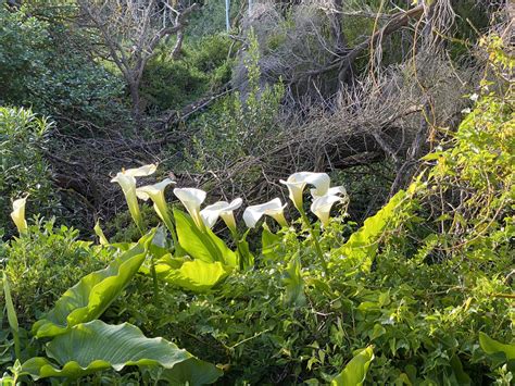 Common Wallaby Grass Swan Bay Environment