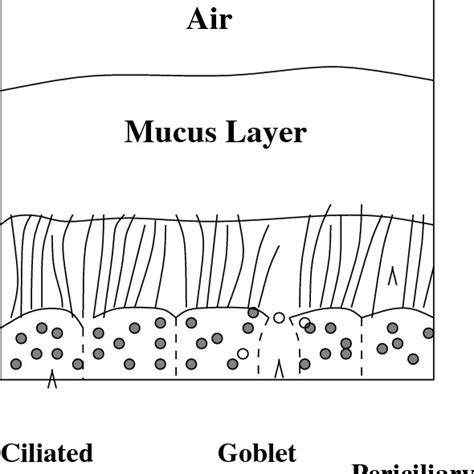 Schematic Illustration Of The Cross Section Of A Major Bronchiole Download Scientific Diagram