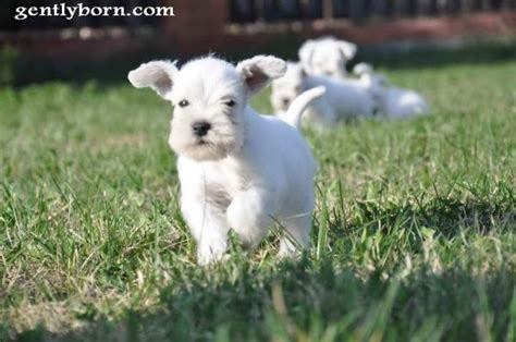 White Giant Schnauzer