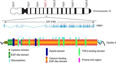 Molecular Pathogenesis Of Marfan Syndrome International Journal Of