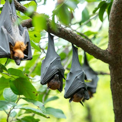 Whats Going On With All The Bats In Central Park