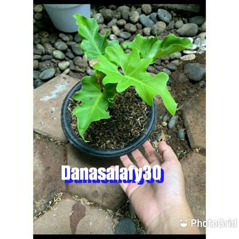 Jual Tanaman Philo Jari Shopee Indonesia