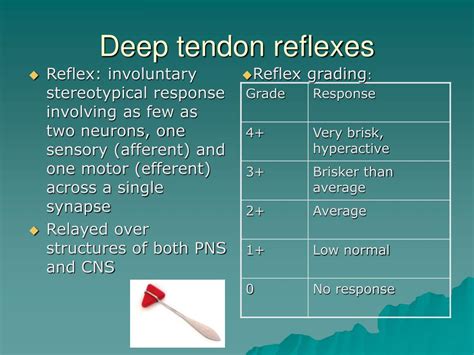 Ppt The Neurologic Exam Powerpoint Presentation Free Download Id