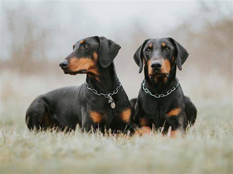 Dobermann Caractère Santé éducation Prix Et Alimentation
