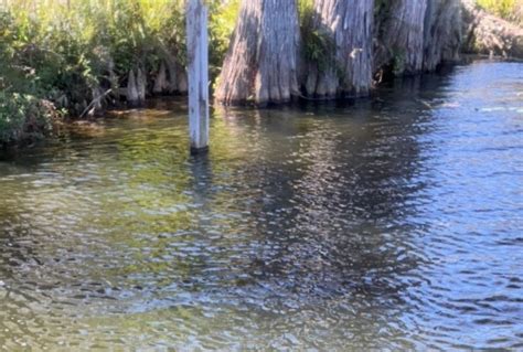 Blue Green Algae Warning Issued For Cypress Lake Orlando