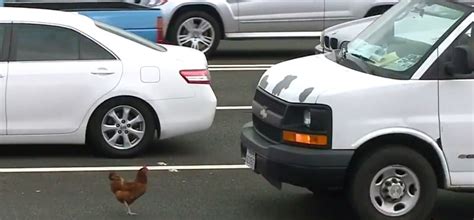 Traffic Fowl Up Chicken Captured After Causing Traffic Flap Cbs News