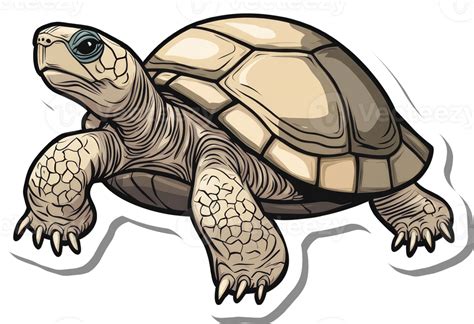 A Detailed Illustration Of A Tortoise Sticker 55491897 Png