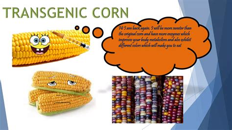 Genetically Modified Crops A Boon For Nature Pptx