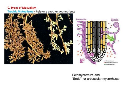 Ppt Population Ecology I Attributes Iidistribution Powerpoint