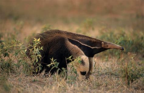 Tamanduá Bandeira Myrmecophaga Tridactyla Pantanal Brasil América Do