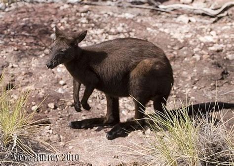 Black Wallaroo Alchetron The Free Social Encyclopedia