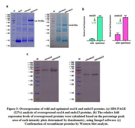 A Strategic Production Improvement Of Streptomyces Beta Glucanase