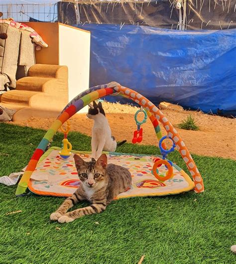 טוטו המתוק מחפש בית 😽 הוא הגיע אלינו בשיא החורף מירושלים הקפואה הוא היה מאוד מקורר אבל די מהר