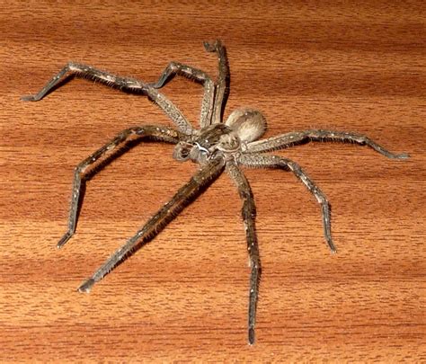 Jagspinnekop In Skotland Gekry Son