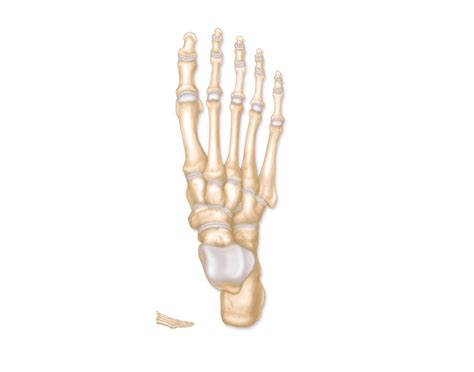 Tarsal Bone Diagram Quizlet