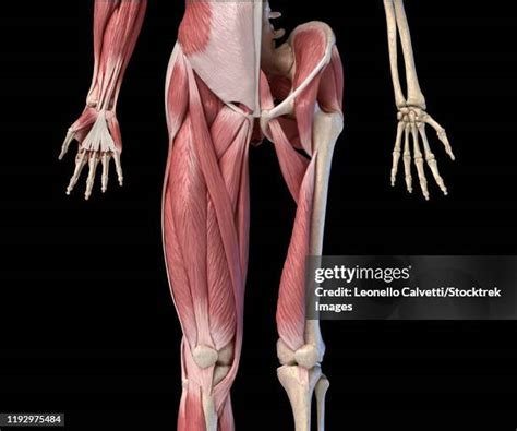 Thigh Muscle Anatomy Photos And Premium High Res Pictures Getty Images