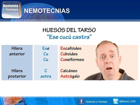 Mnemotecnia En Anatomía Músculos Faciales Nemotecnia