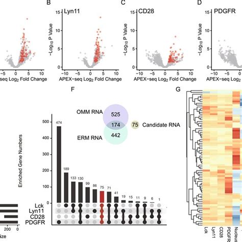 Rna Seq Analyses From Apex Catalyzed Labeled Rna Volcano Plot Of Rnas