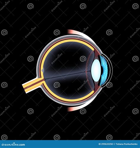 Eye Anatomy Poster Stock Illustration Illustration Of Tissue 299633250