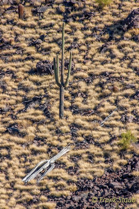 Sonoran Desert Cooperative Weed Management Area