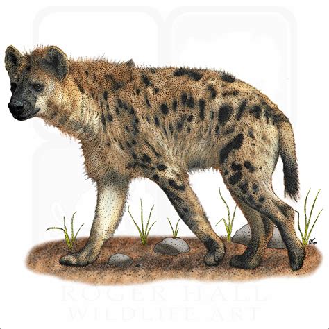 Spotted Hyena