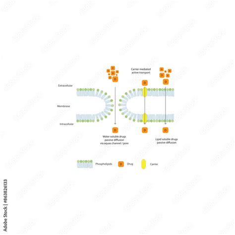 Diagram Of Drug Absorption Through Phospholipid Membrane Passive Diffusion Of Water Soluble
