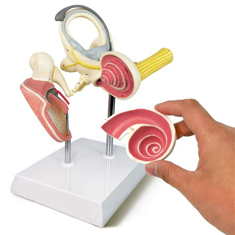 Inner Ear Model Labyrinth Model Cochlea Semicircular