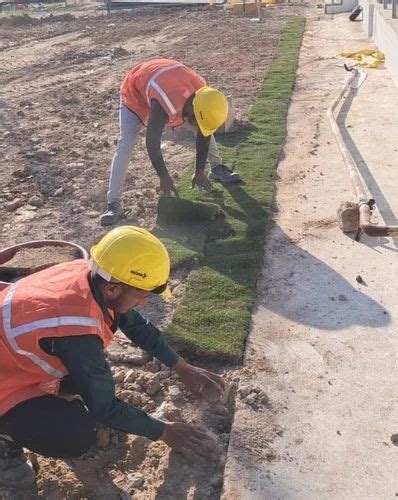 Lawn Grass Plantation Service In Raisen Id 2853446170097