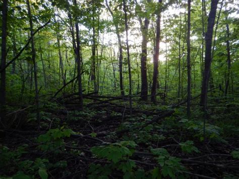 Phytoncides Relative Something