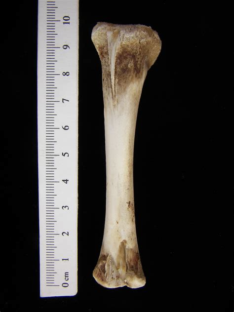 Domestic Chicken Gallus Gallus Tibiotarsus View 2 Boneid