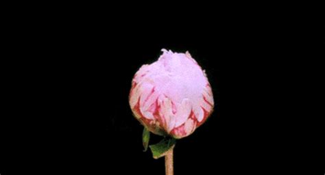 Flower S