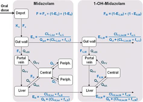 Schematic Representation Of The Physiological Population Pk Model For